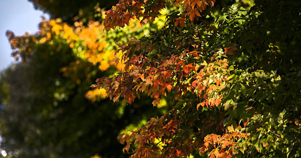 After a tough year, trees recover from drought in time to display fall ...