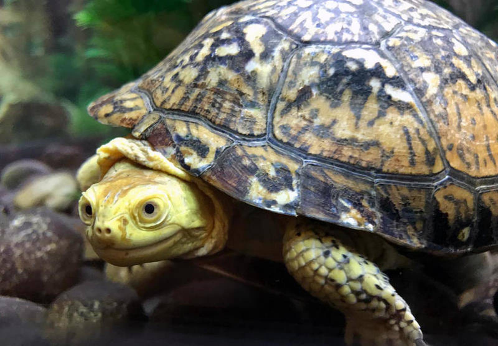 Meet Taco the turtle – Shaw Local