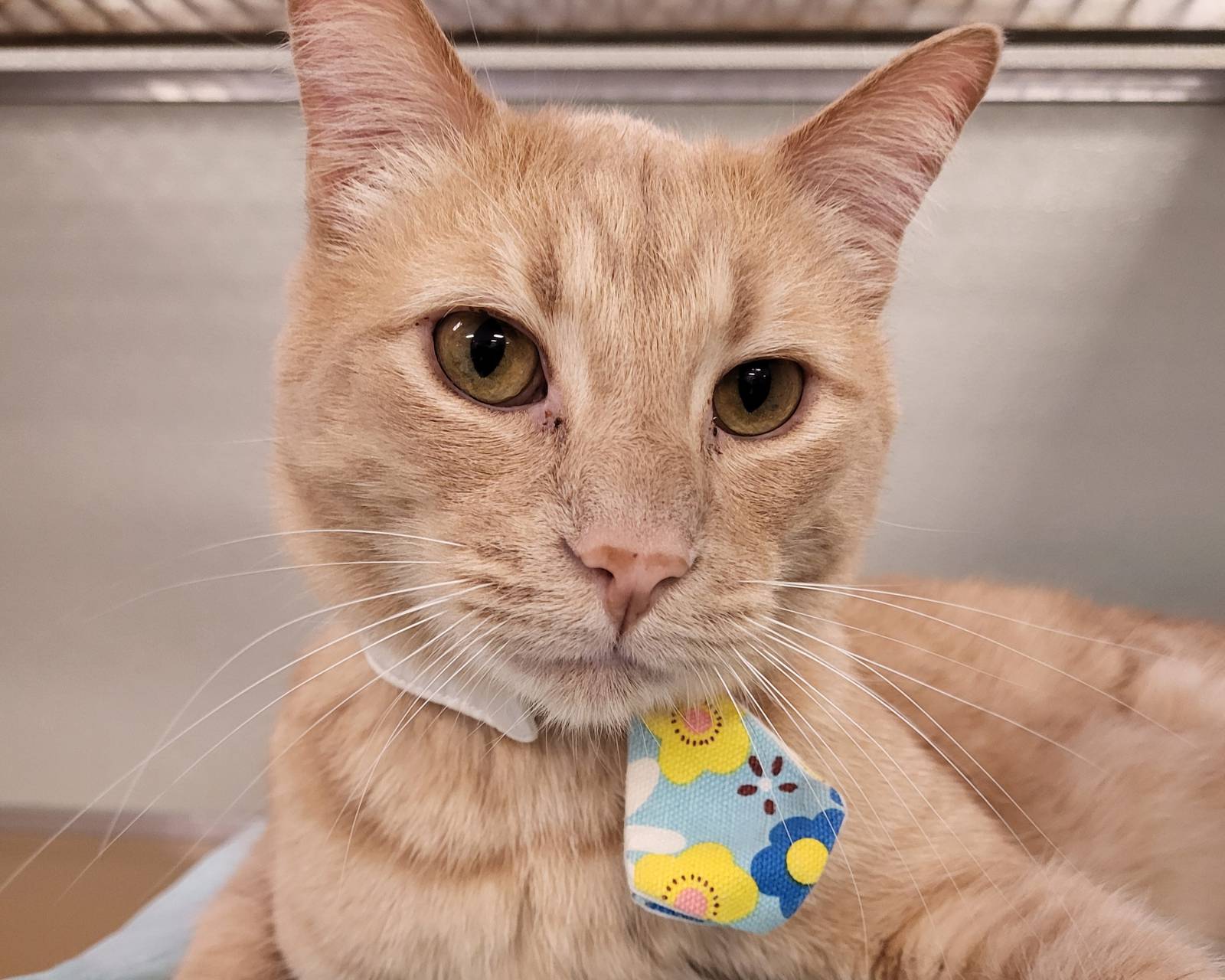 Cat with big personality seeks family’s undivided attention – Shaw Local