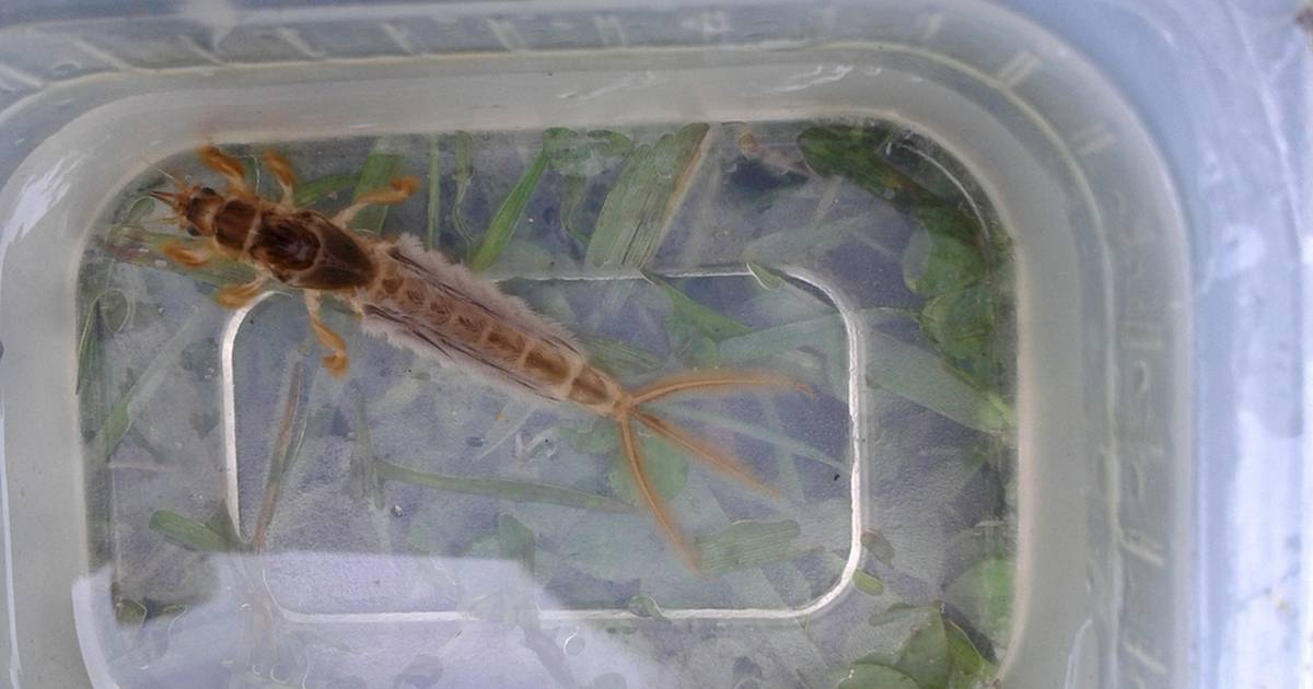 Good Natured: Photographing a baby mayfly, a dream come true – Shaw Local