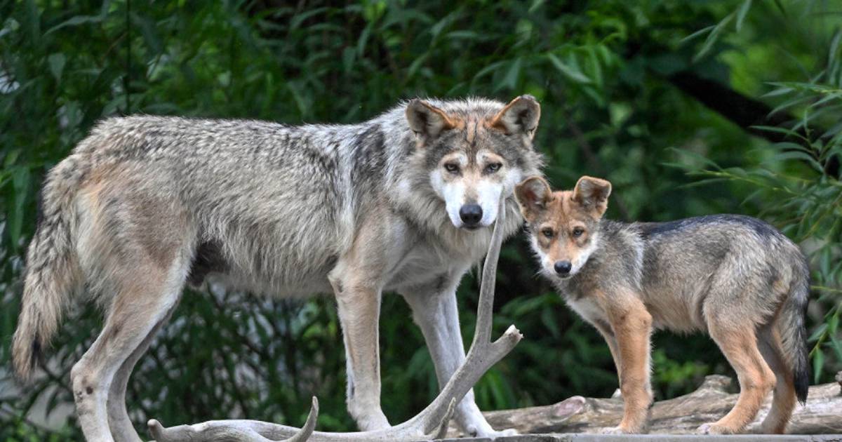 Brookfield Zoo offers end-of-summer adventures for families – Shaw Local