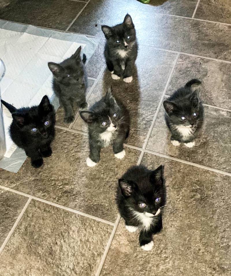 Project Humane Polo continues work – Shaw Local