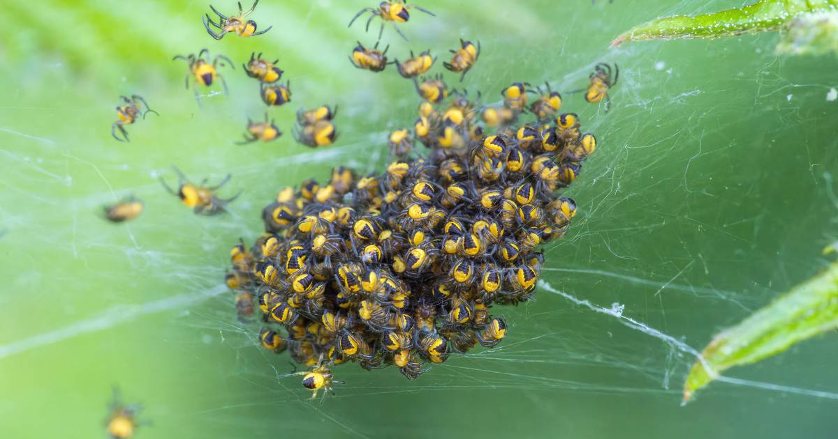 Good Natured in St. Charles: Spiders fly airborne into unknown future ...