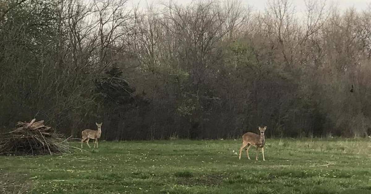 Motorists: Stay alert, don't veer for deer – Shaw Local