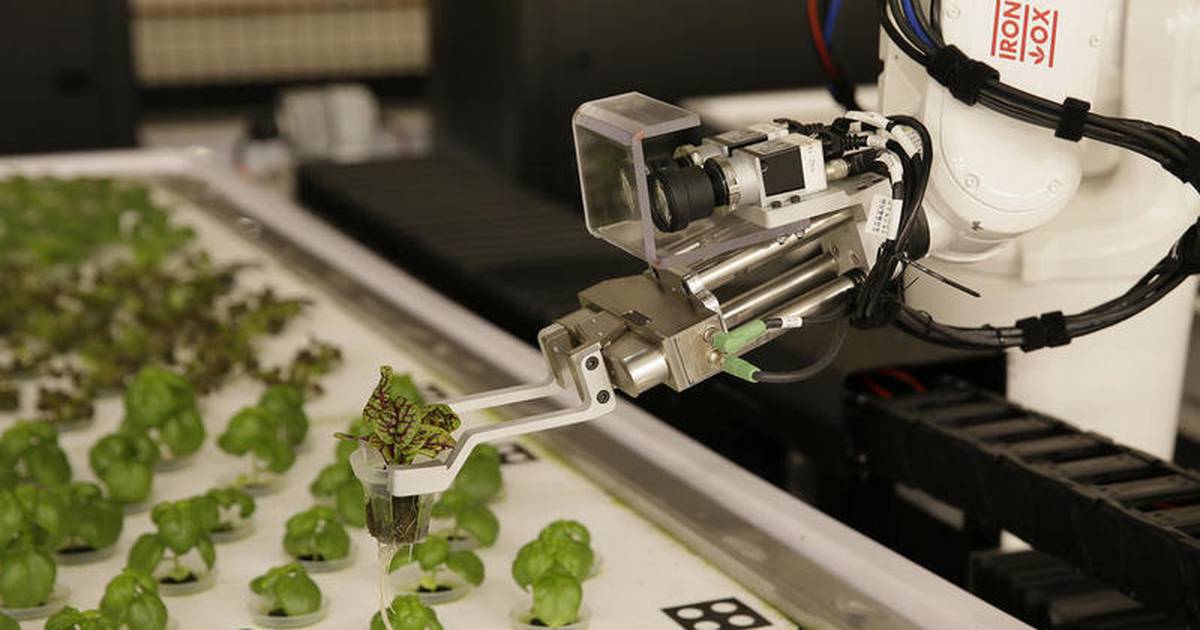 Meet the farmers of the future – robots – Shaw Local