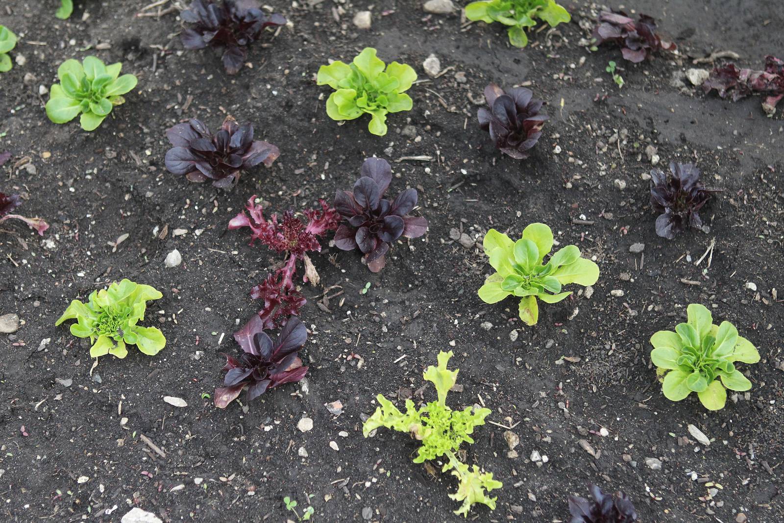 Handy Foods hoop house opens for the season – Shaw Local