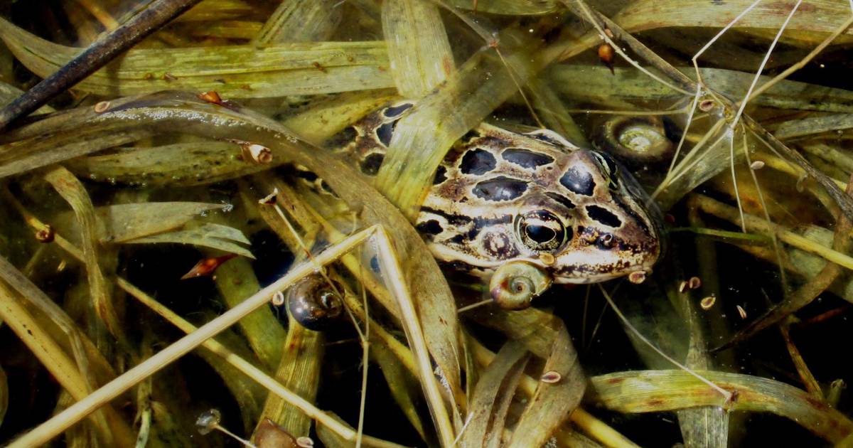 Calling Frog Survey training will teach 13 separate frog calls – Shaw Local