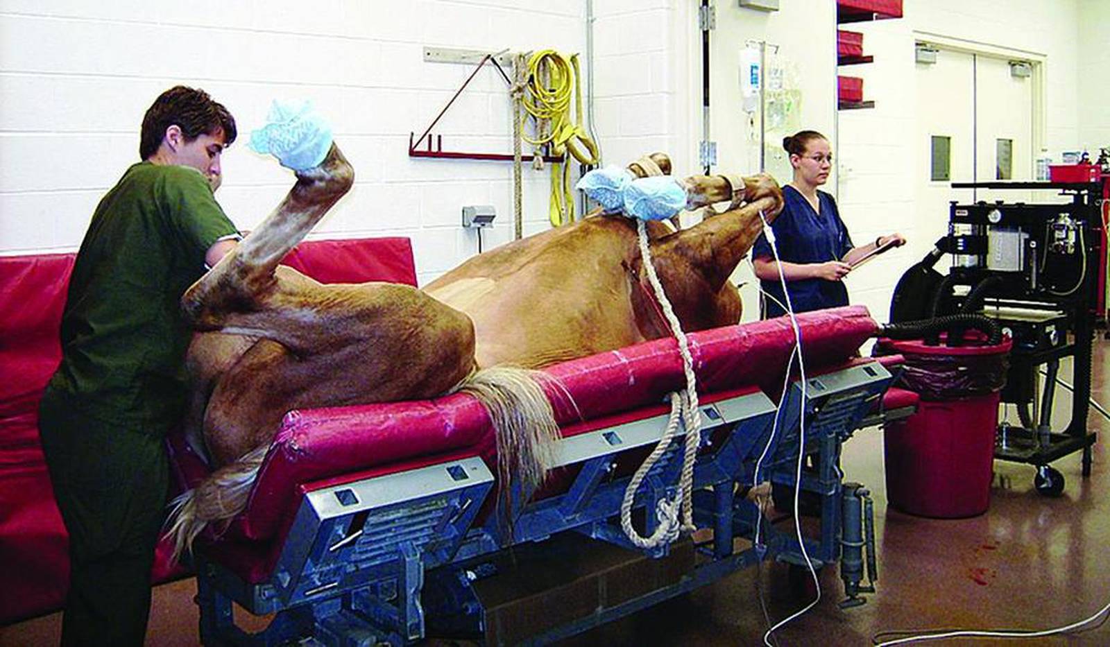 Shank's: Lifting large animals since 1957 – Shaw Local