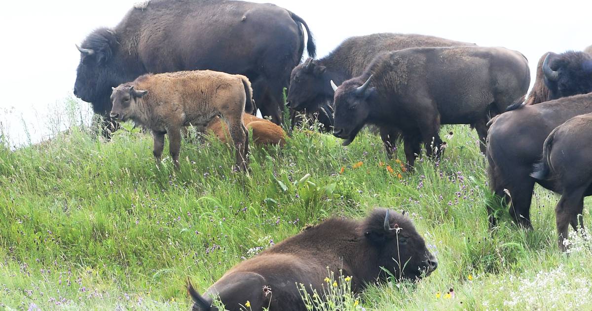 Bison tours offered this Saturday at Nachusa Grasslands’ Autumn on the ...