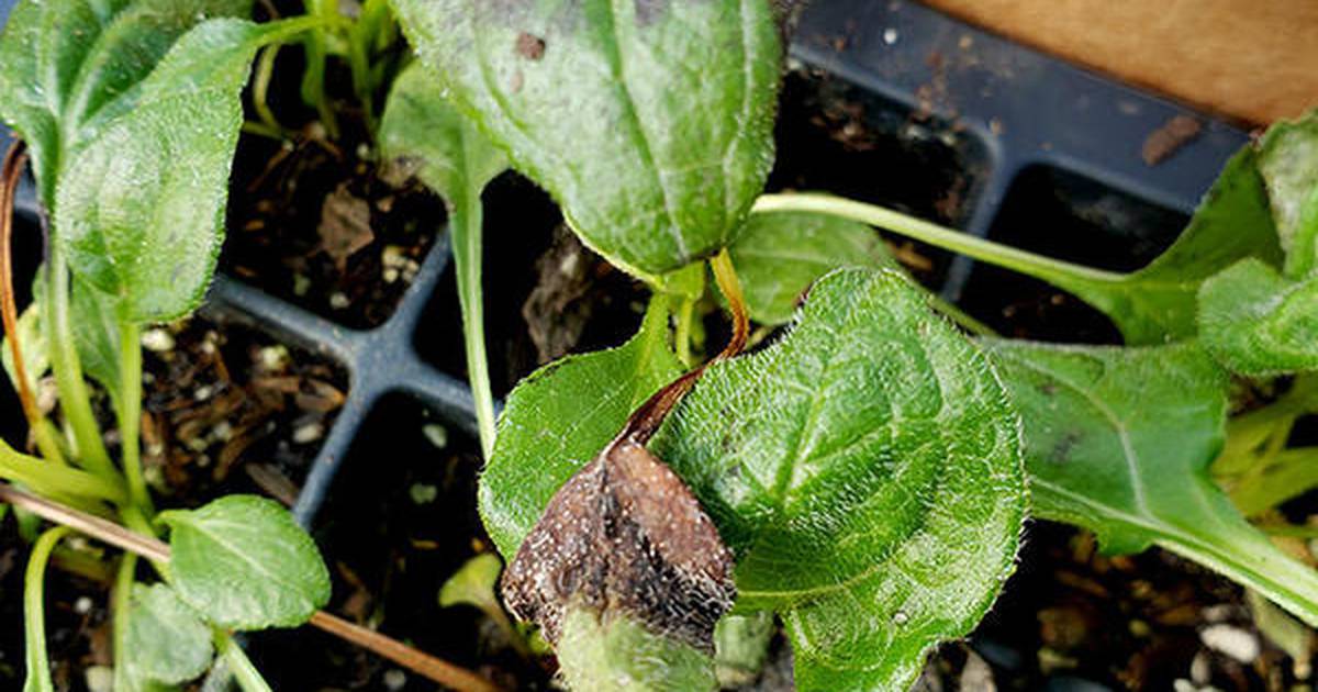 GARDEN MAIDEN: 'Frankenscience' and scallywags in the world of plant ...