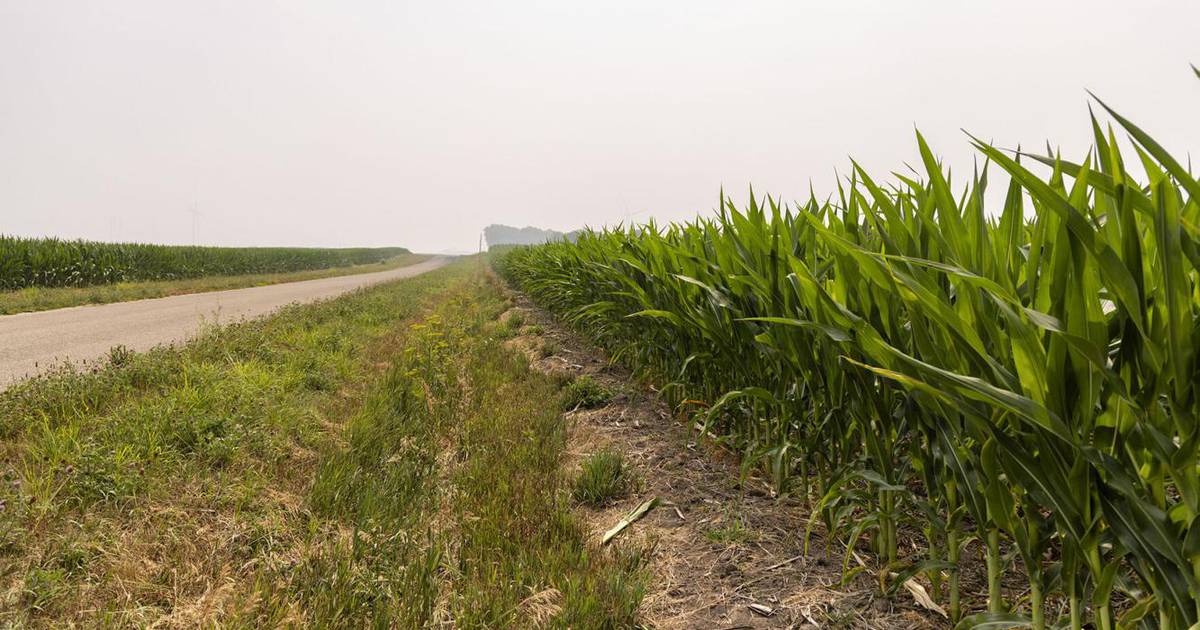 Drought limits corn height in many areas of Illinois – Shaw Local