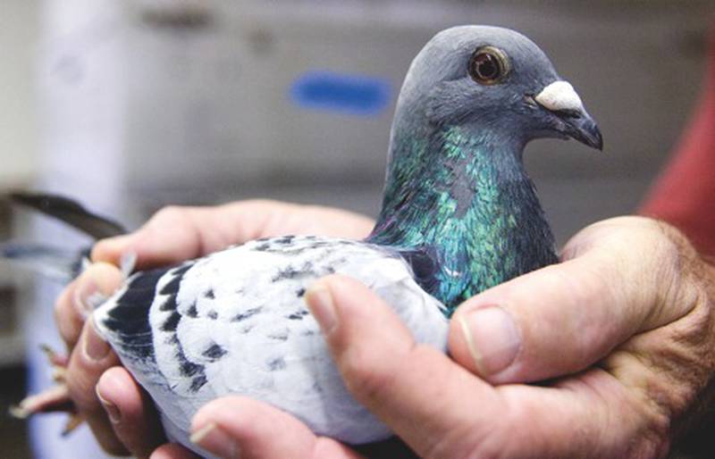 Racehorses of the sky: Sterling birder celebrates 50 years racing ...