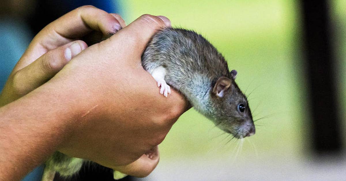 Berwyn residents demand rat abatement at town hall – Shaw Local