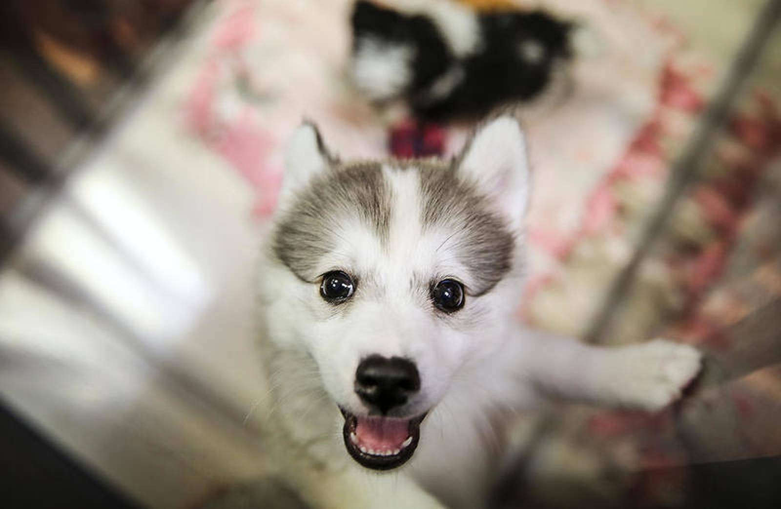 Katz Dog Park closure prompted by uptick in parvovirus cases in DeKalb ...
