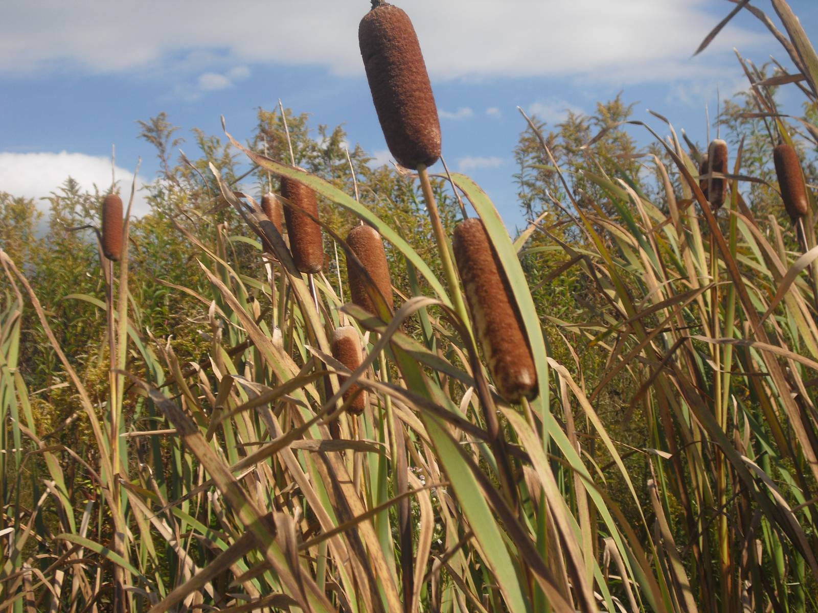 Learning to Grow: Are cattails good or bad? – Shaw Local