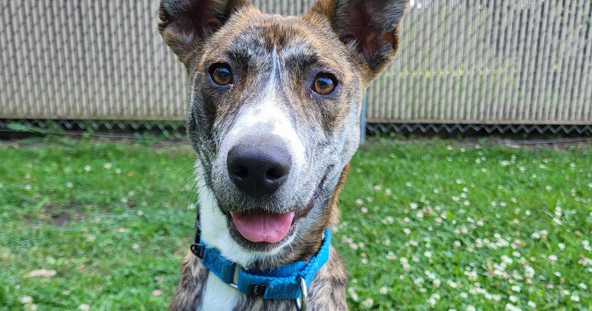 Cute ears? Soulful eyes? This puppy is ready to enchant you – Shaw Local