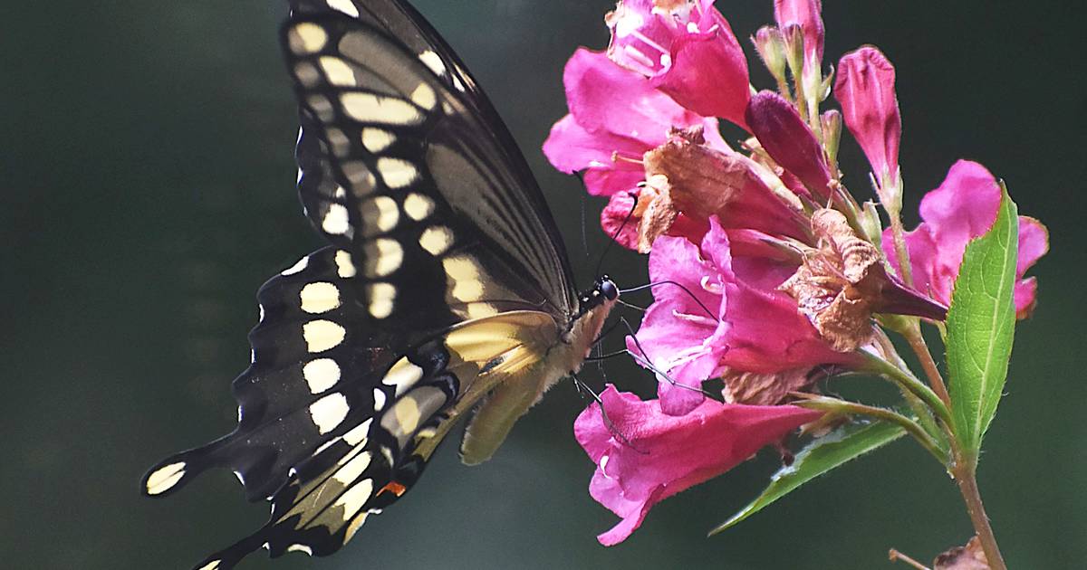 Young widows support group to meet Sept. 3 in Oregon – Shaw Local