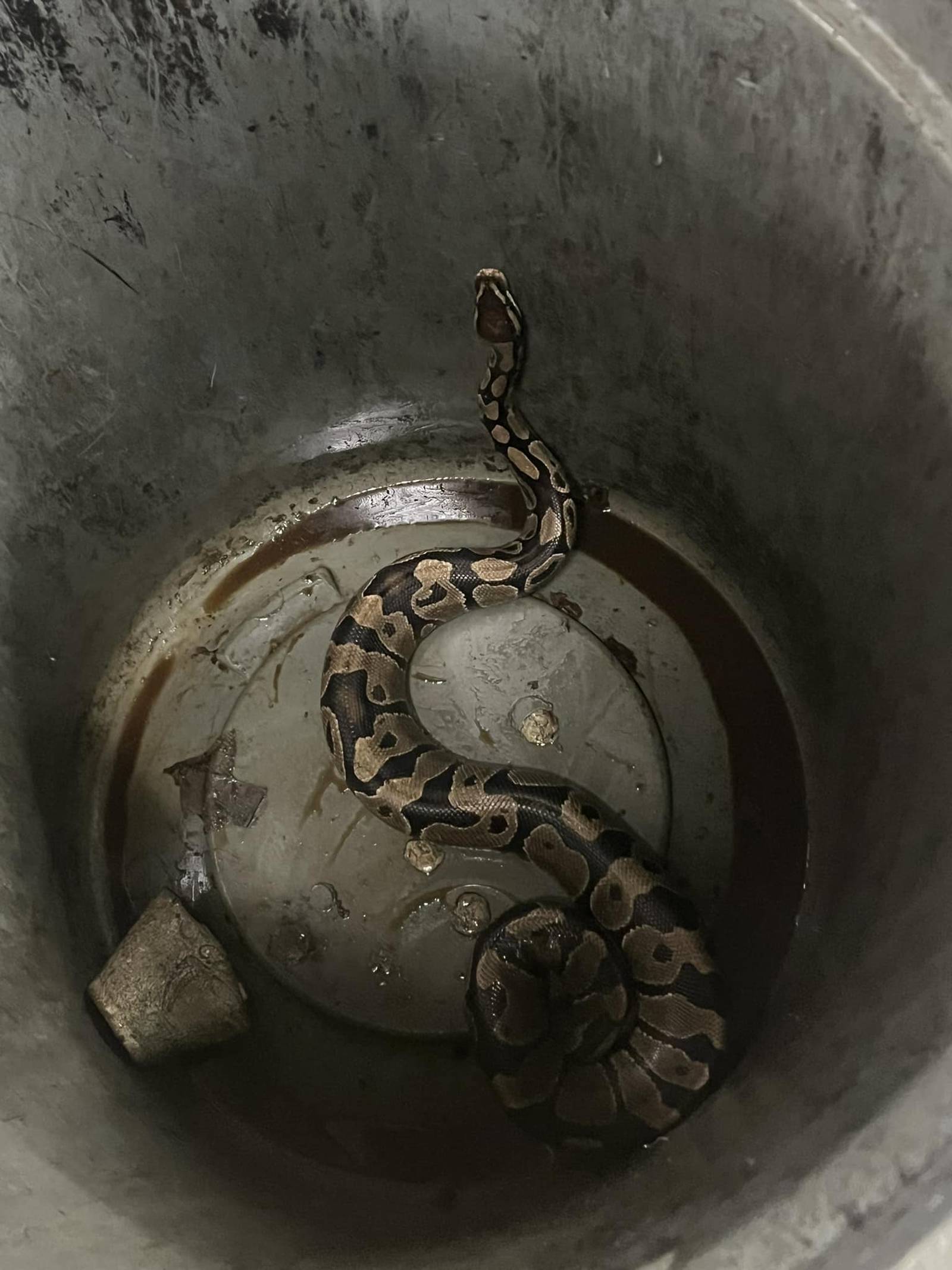 Almost 5 foot long snake found in Ottawa resident’s yard – Shaw Local