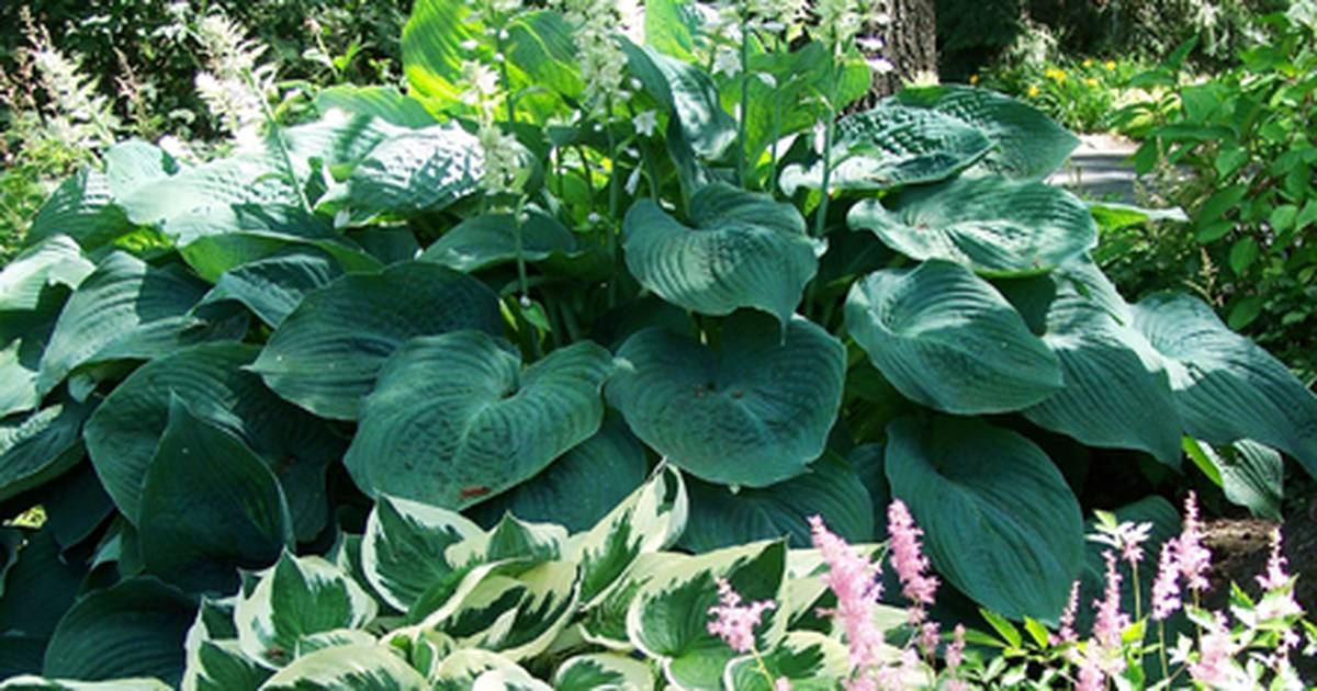 The Amos Fund to host Spring Plant Sale – Shaw Local