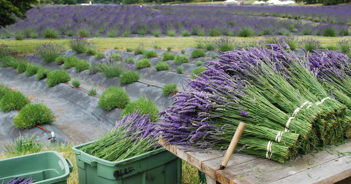 Store featuring all things lavender coming to Geneva – Shaw Local