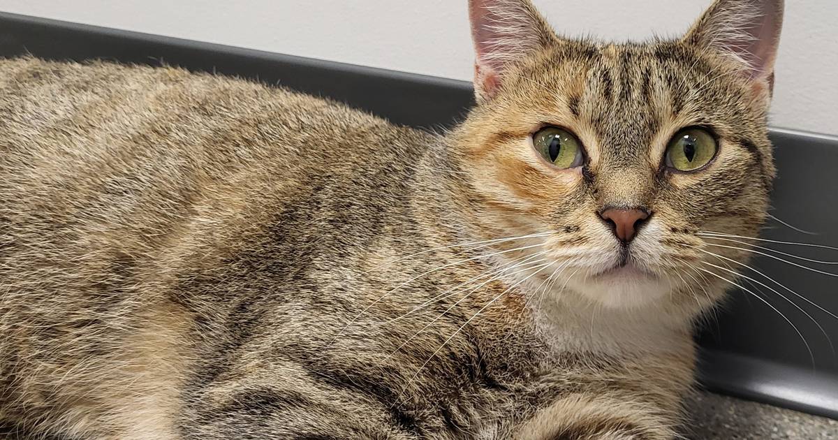 Young, playful cat gets along with other cats – Shaw Local