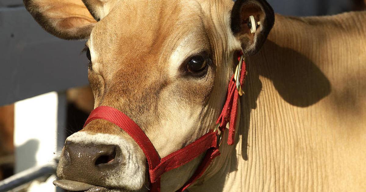 Cow shuts down road near Harvard – Shaw Local