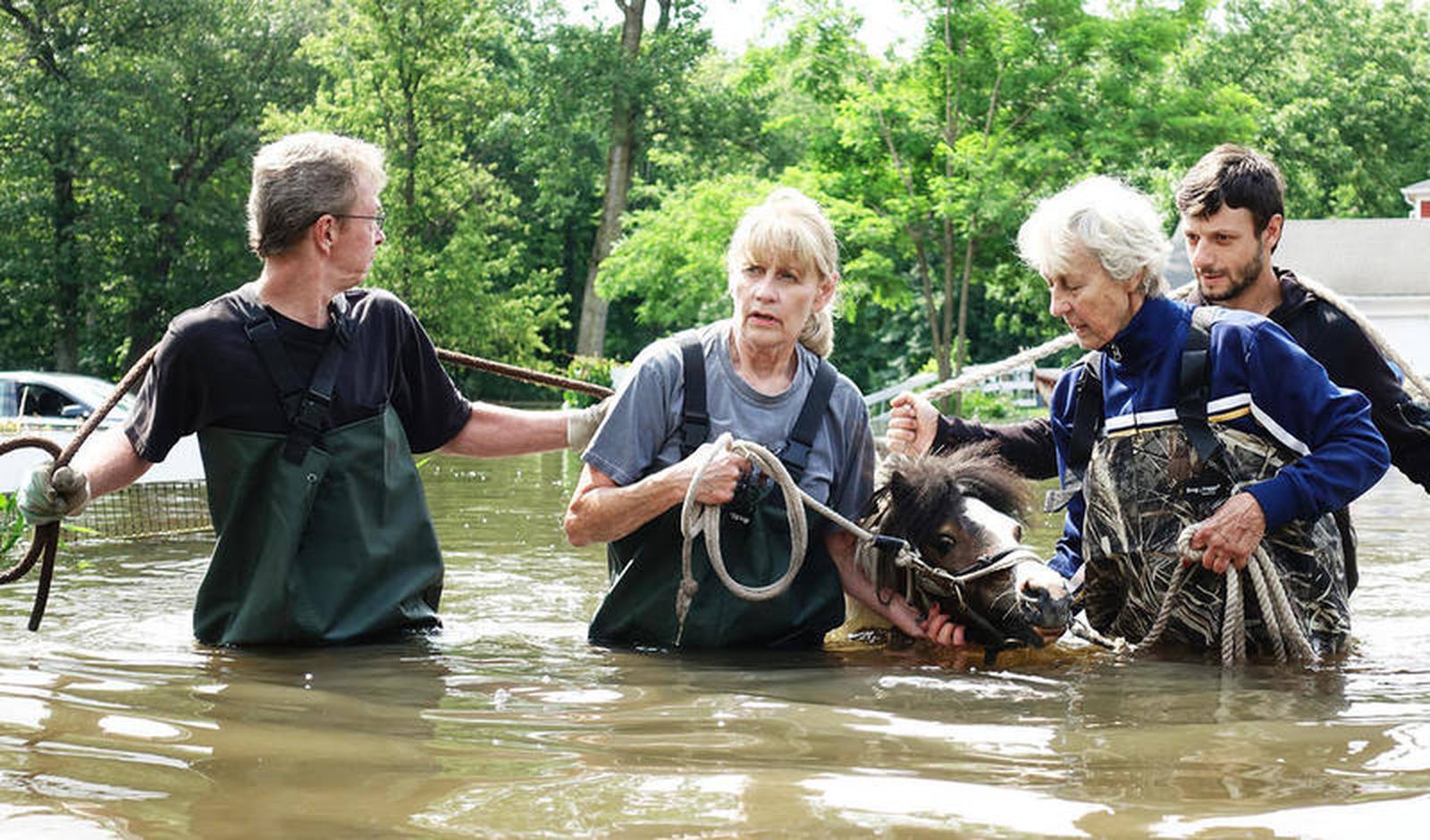 Hooved Animal Rescue & Protection Society saves farm animals from ...
