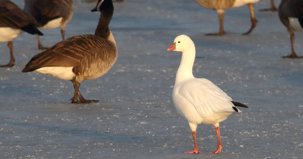 Good Natured in St. Charles: Birders record ‘cute’ rare goose sighting ...
