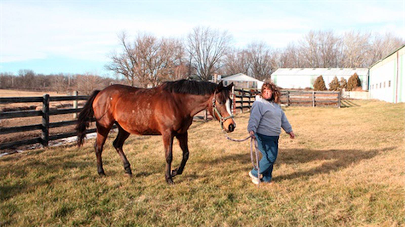Illinois Equine Humane Center to host celebration at Maple Park ...