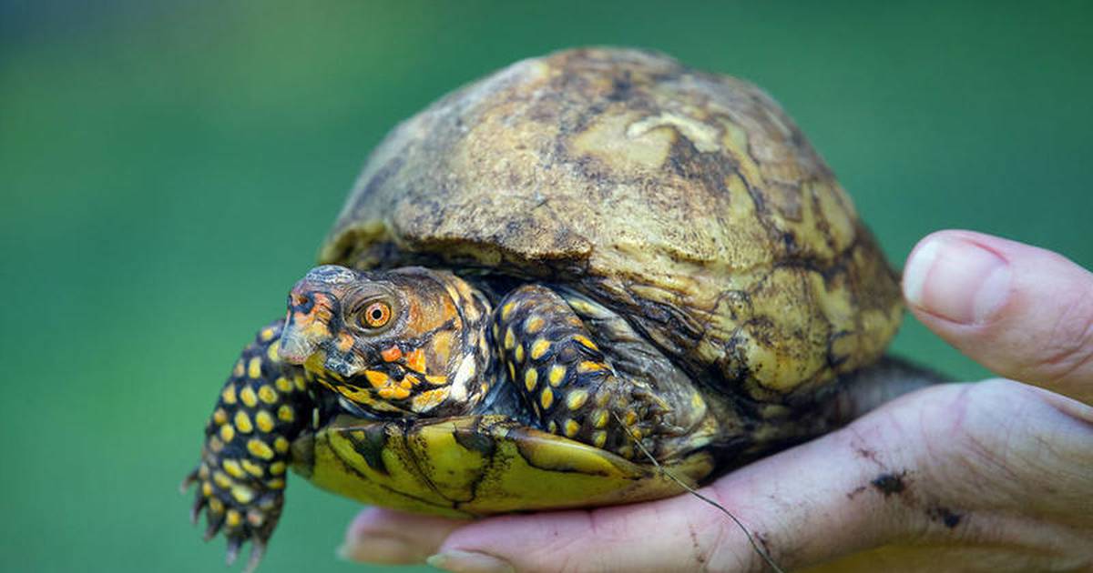 ‘I love ‘em to death’: Woman gives home to hundreds of neglected ...