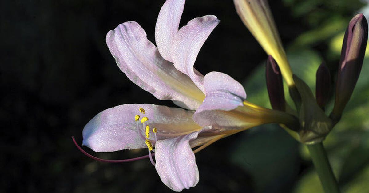 Magic lily is popping up in country gardens – Shaw Local