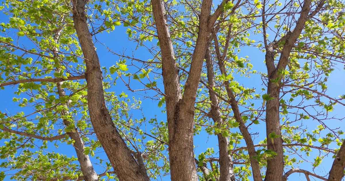 Arbor Day Foundation names Ottawa a 2023 Tree City USA – Shaw Local