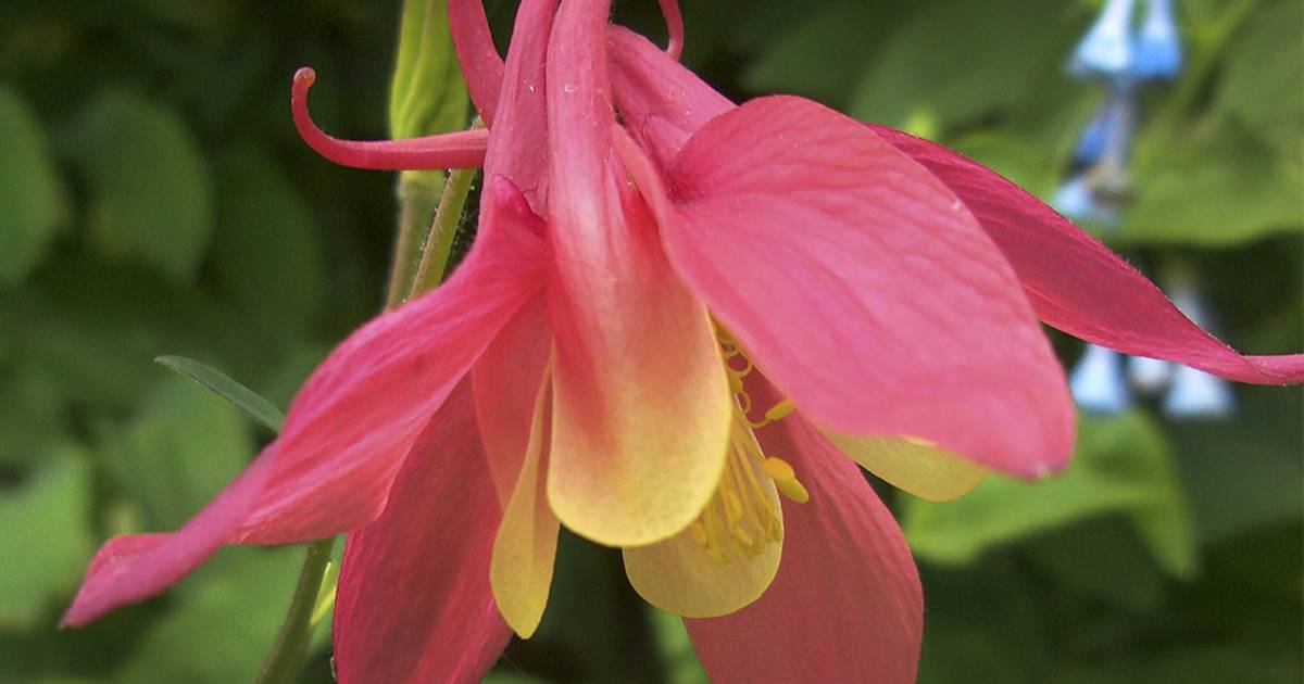How Does Your Garden Grow? Columbines are a rainbow of color for your ...