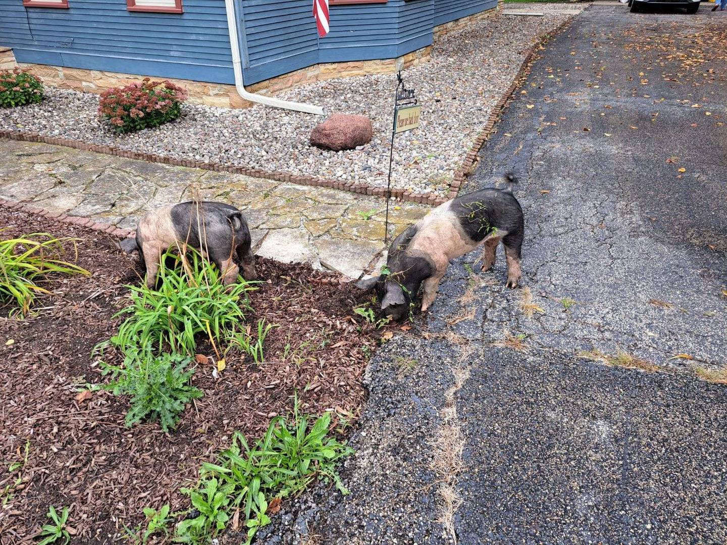 Three little pigs in Geneva Township escape pen, tear up neighbors’ sod – Shaw Local