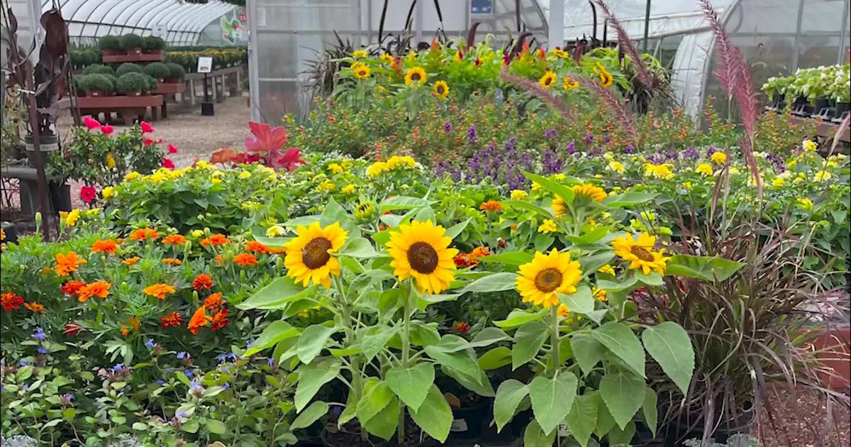 [Sponsored] Countryside Flower Shop-Crystal Lake - Since 1960 – Shaw Local