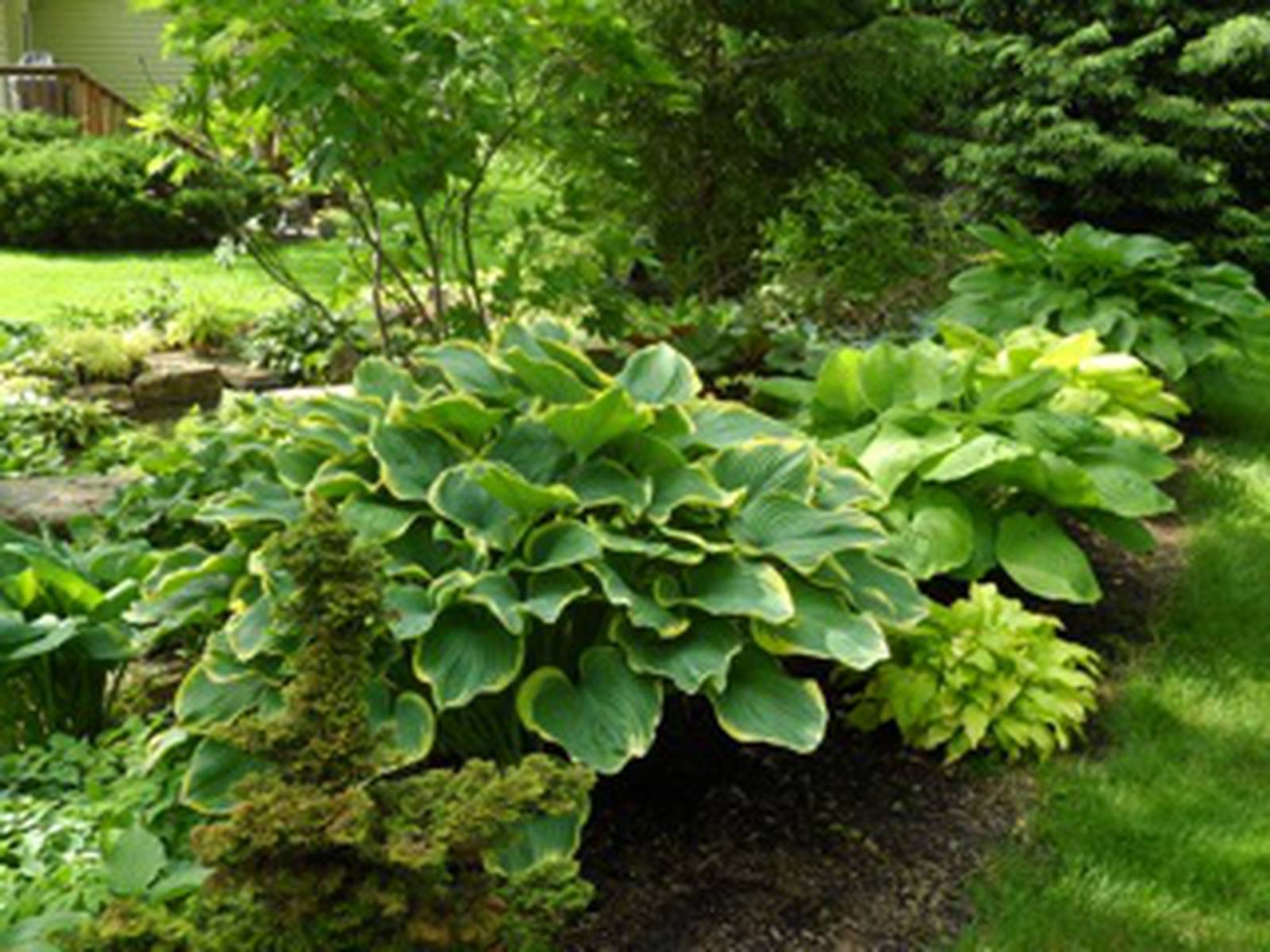 Lisle to sprout Midwest Regional Hosta Society Convention – Shaw Local