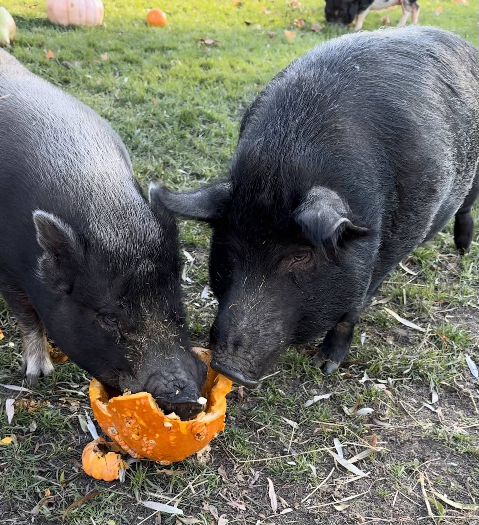 Pumpkins for pigs: Keeping gourds out of landfills is ‘passion’ for ...