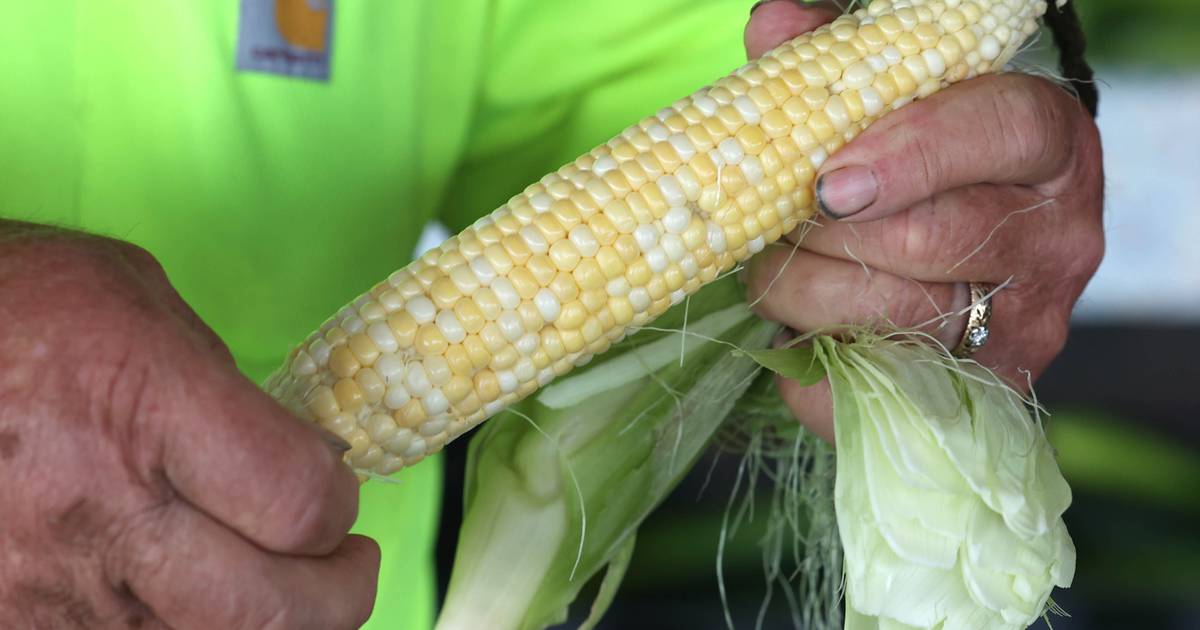 Photos: Sweet corn, other summer produce in season at Wessels' Family ...