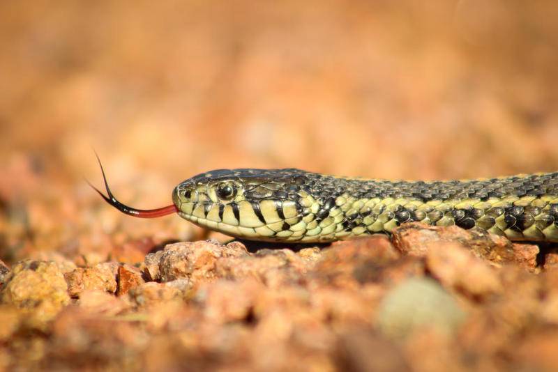 Manhattan man snares December photo contest win with sunbathing snake ...
