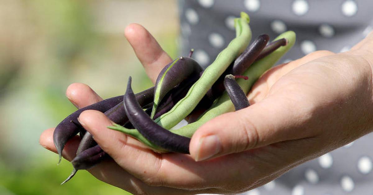 DeKalb County Community Gardens to host meal drive-thru Saturday – Shaw ...