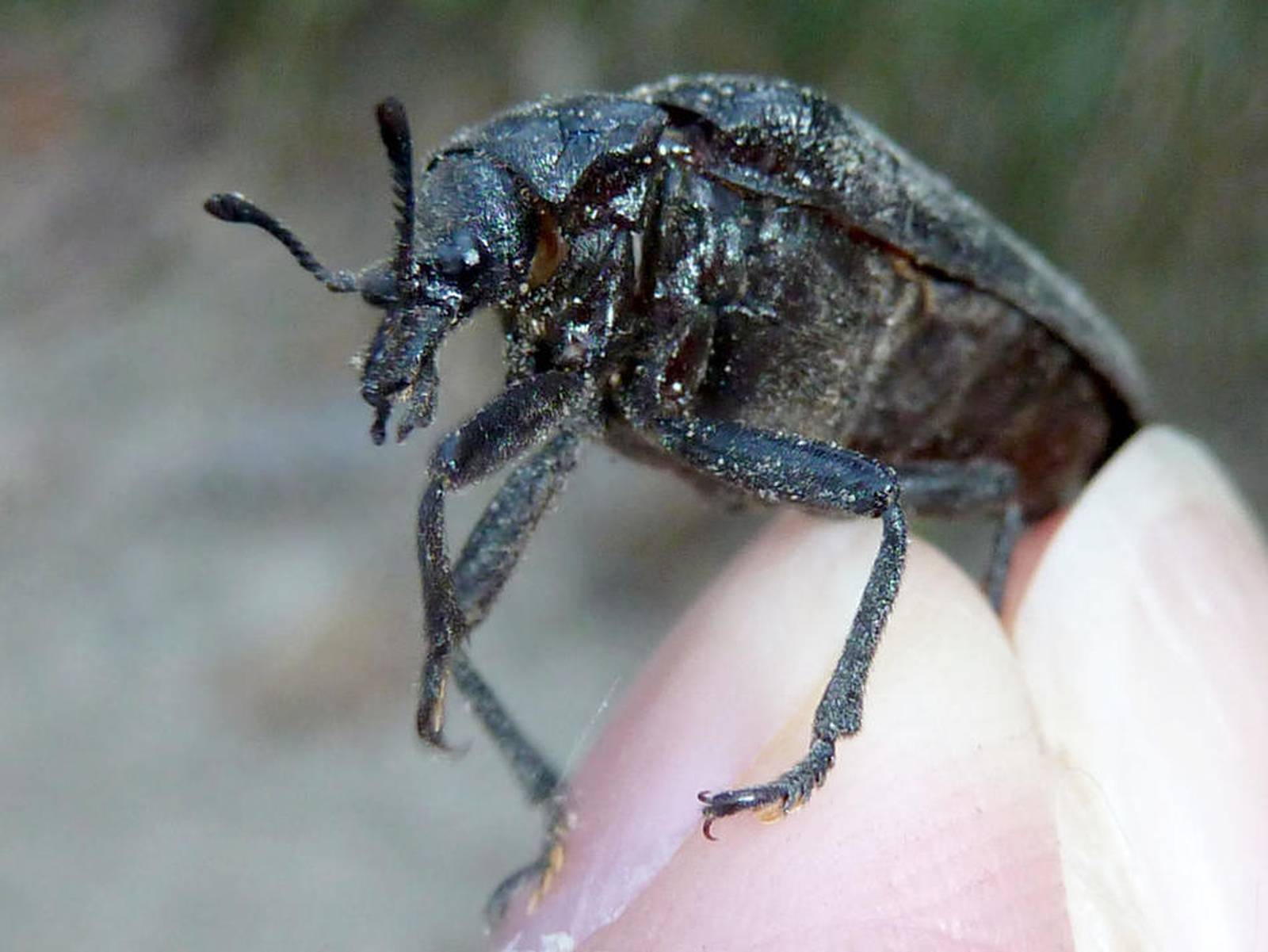 Good Natured: Help me look for cicada parasite beetles – Shaw Local