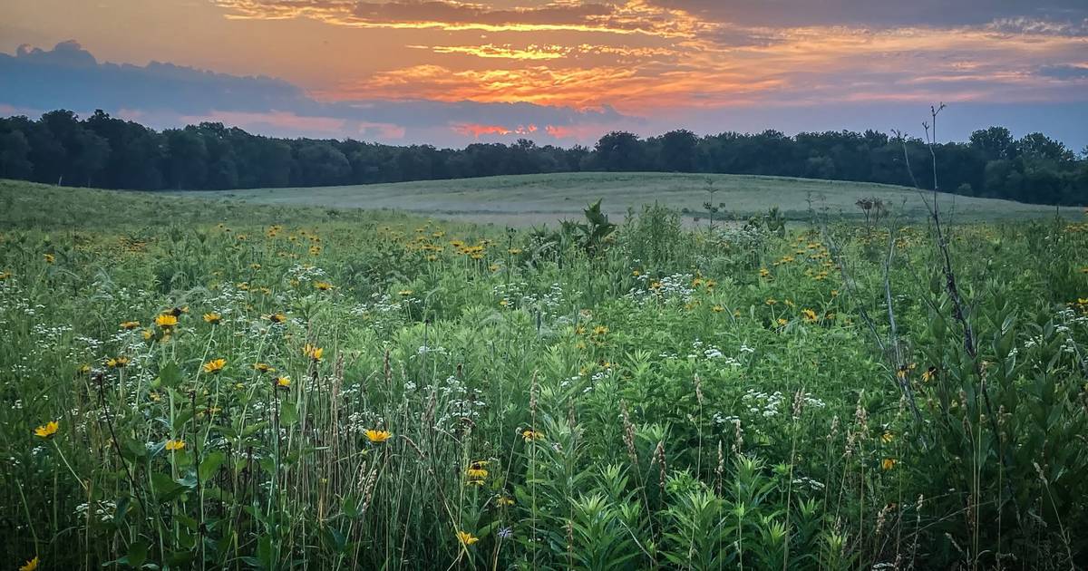 Campton Township hosts free hot dog lunch at Corron Farm – Shaw Local