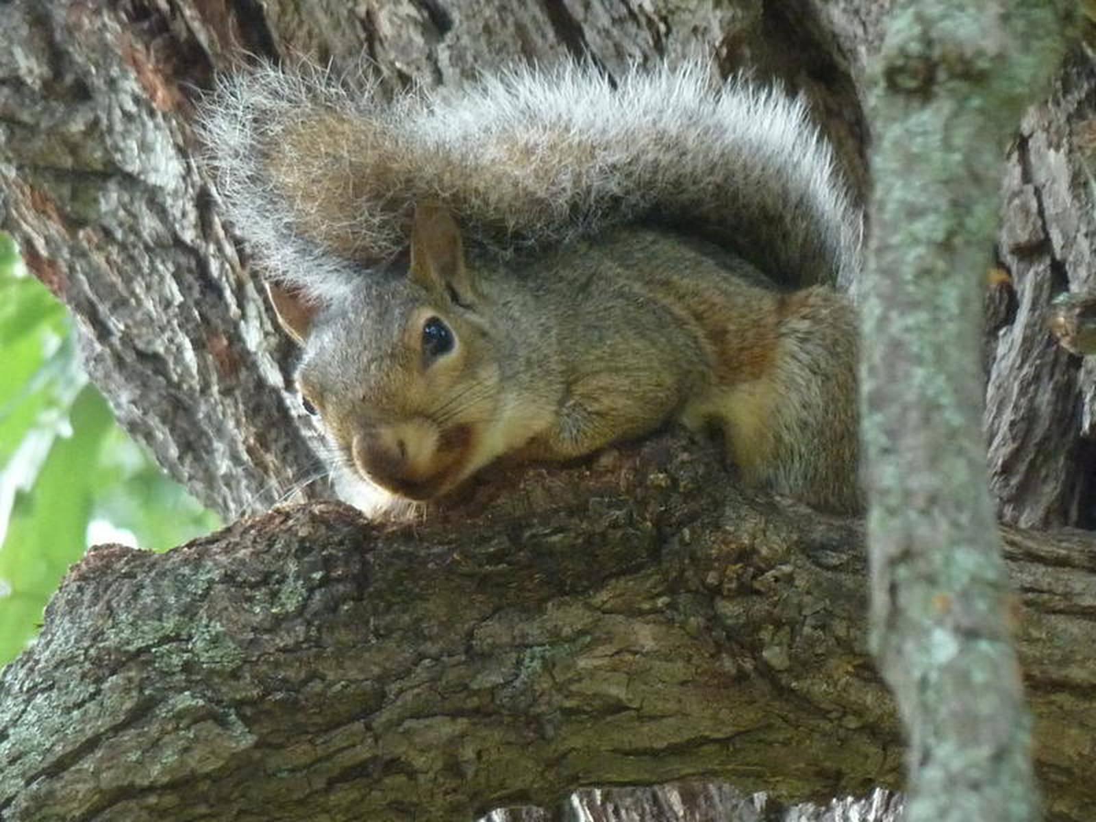 Good Natured in St. Charles: Black walnut husks leave squirrel grins ...