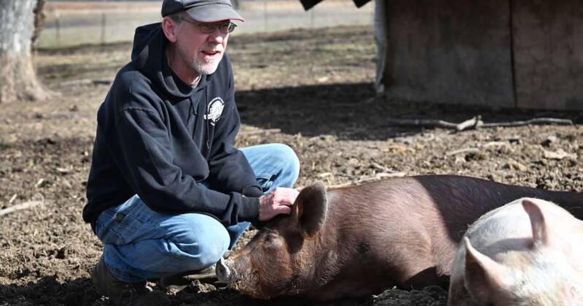 What’s shakin’, bacon? Kane Forest Preserve to present history of pigs ...
