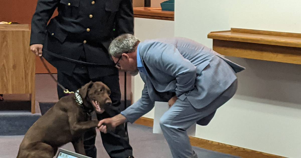 New Sandwich police dog named after DeKalb Co. deputy killed earlier ...