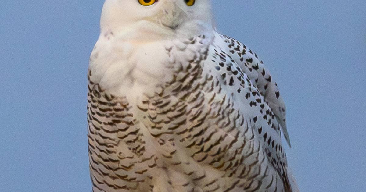 Photos: Snowy owl sightings in McHenry County – Shaw Local