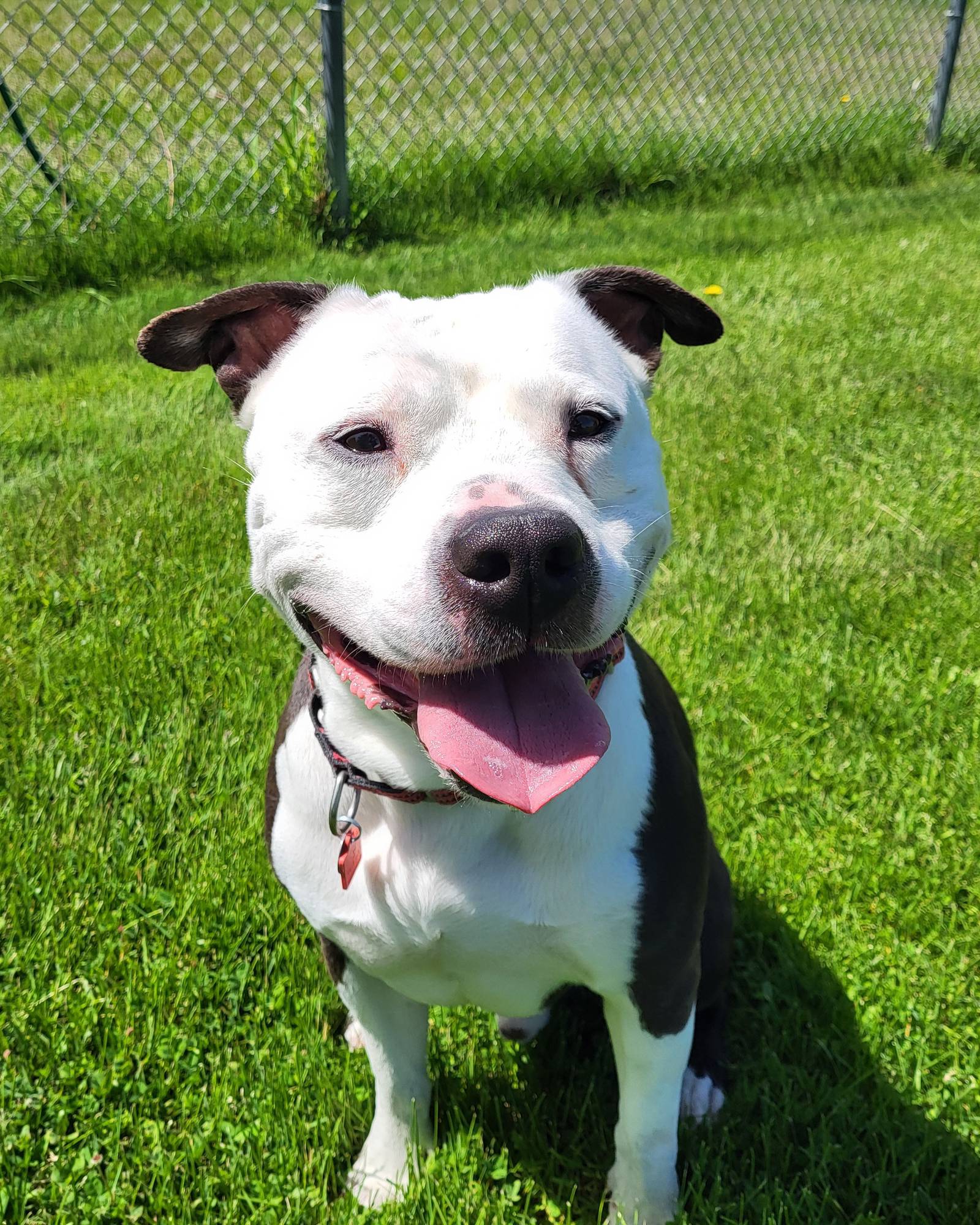 Lovable goofball seeks family for laughter, cuddles – Shaw Local