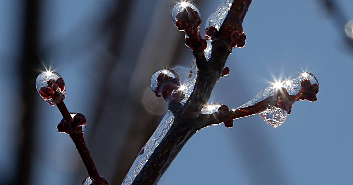 Photos: Sleet, light snow creates icy landscapes in Bureau and La Salle ...