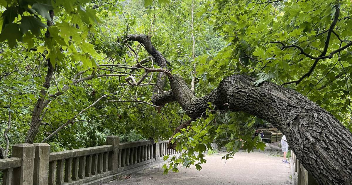 Starved Rock, Matthiessen visitors asked to report downed trees – Shaw ...