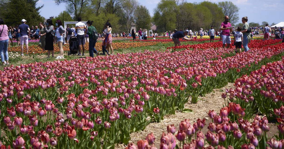 Tulip Fest to begin on Mother’s Day at Richardson Adventure Farm in ...